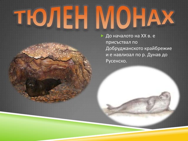 Защитени видове животни и растения Pptx