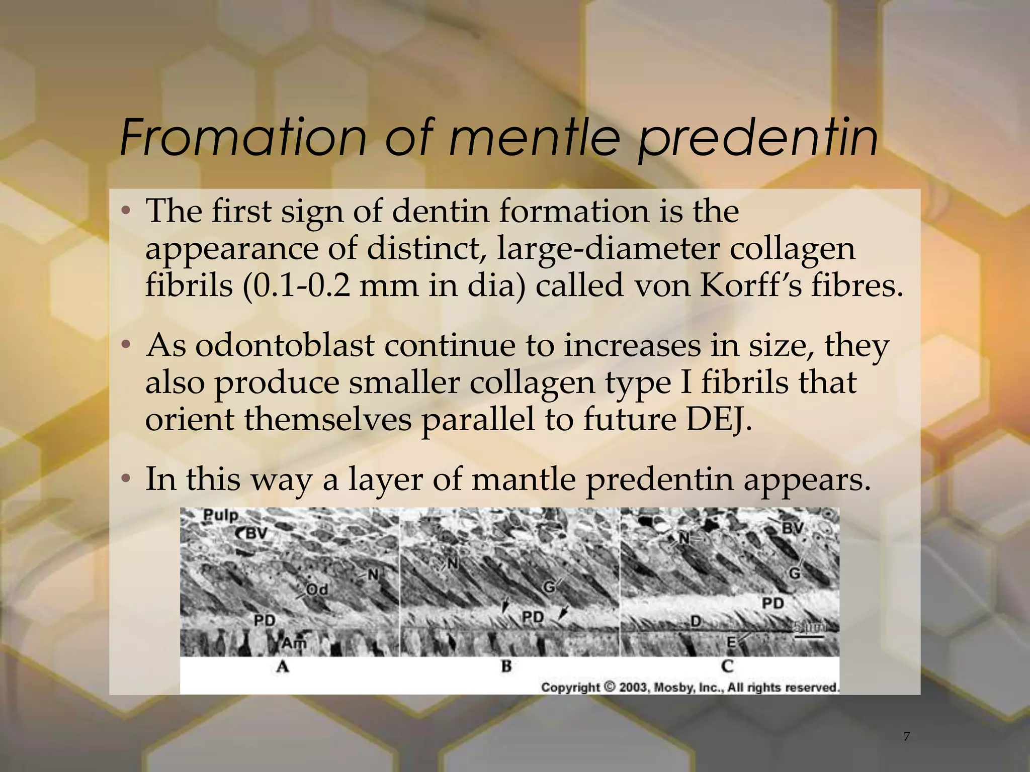 DENTIN | PPTX