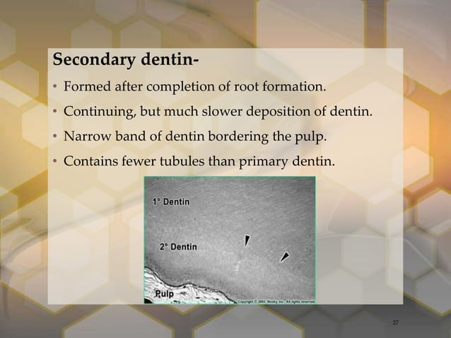 DENTIN | PPTX | Oral care | Personal Care