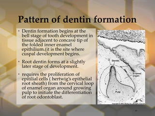 DENTIN | PPT