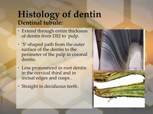 DENTIN | PPT