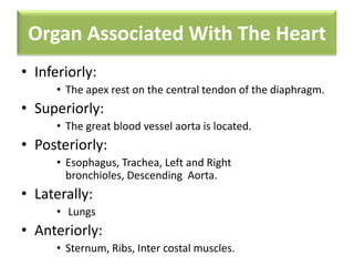 Anatomy of Heart | PPT
