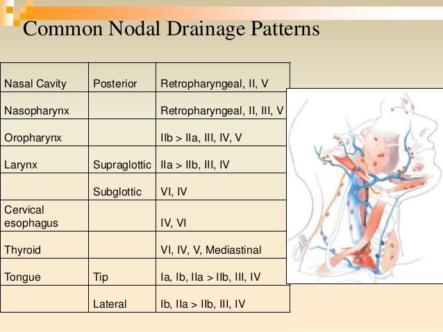 LYMPHATICS HEAD AND NECK
