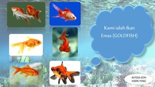 Ciri-ciri Ikan Hiasan | PPTX