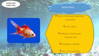 Ciri-ciri Ikan Hiasan | PPTX
