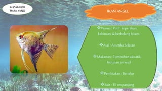 Ciri-ciri Ikan Hiasan | PPTX
