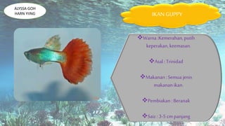 Ciri-ciri Ikan Hiasan | PPTX