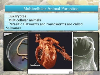 Presentation2 | PPTX