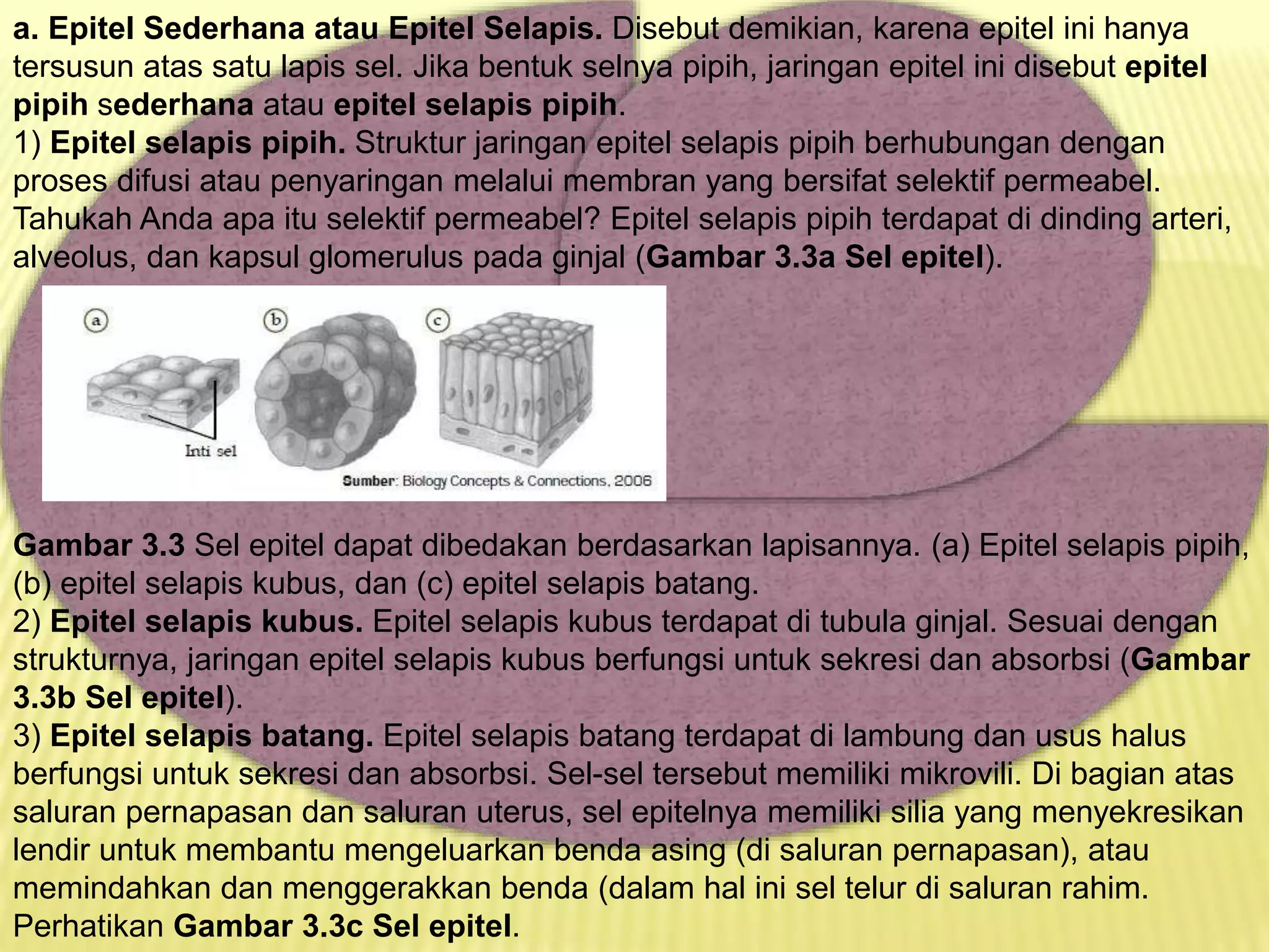 Jaringan Epitelium | PPTX