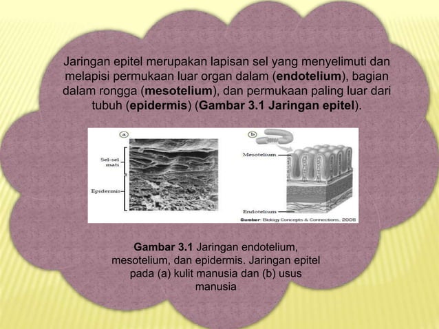 Jaringan Epitelium | PPTX