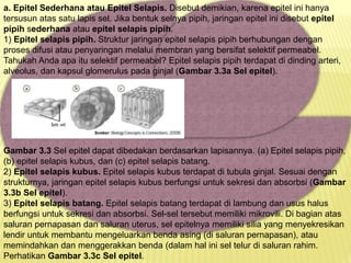 Jaringan Epitelium | PPTX