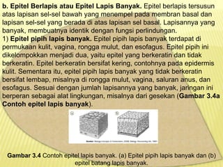 Jaringan Epitelium | PPTX