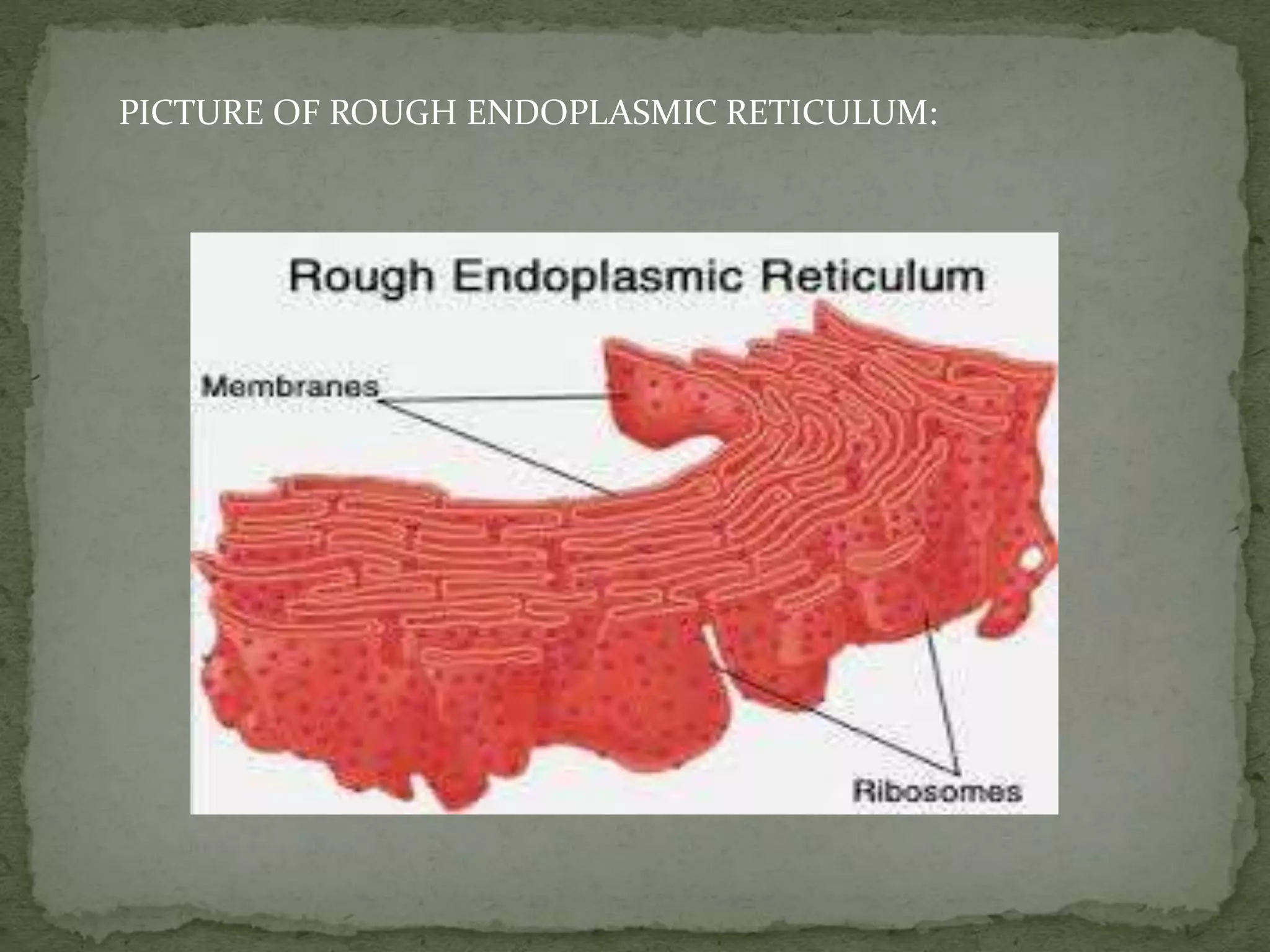 ENDOPLASMIC RETICULUM | PPTX