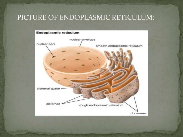 ENDOPLASMIC RETICULUM | PPTX | Biological Sciences | Science