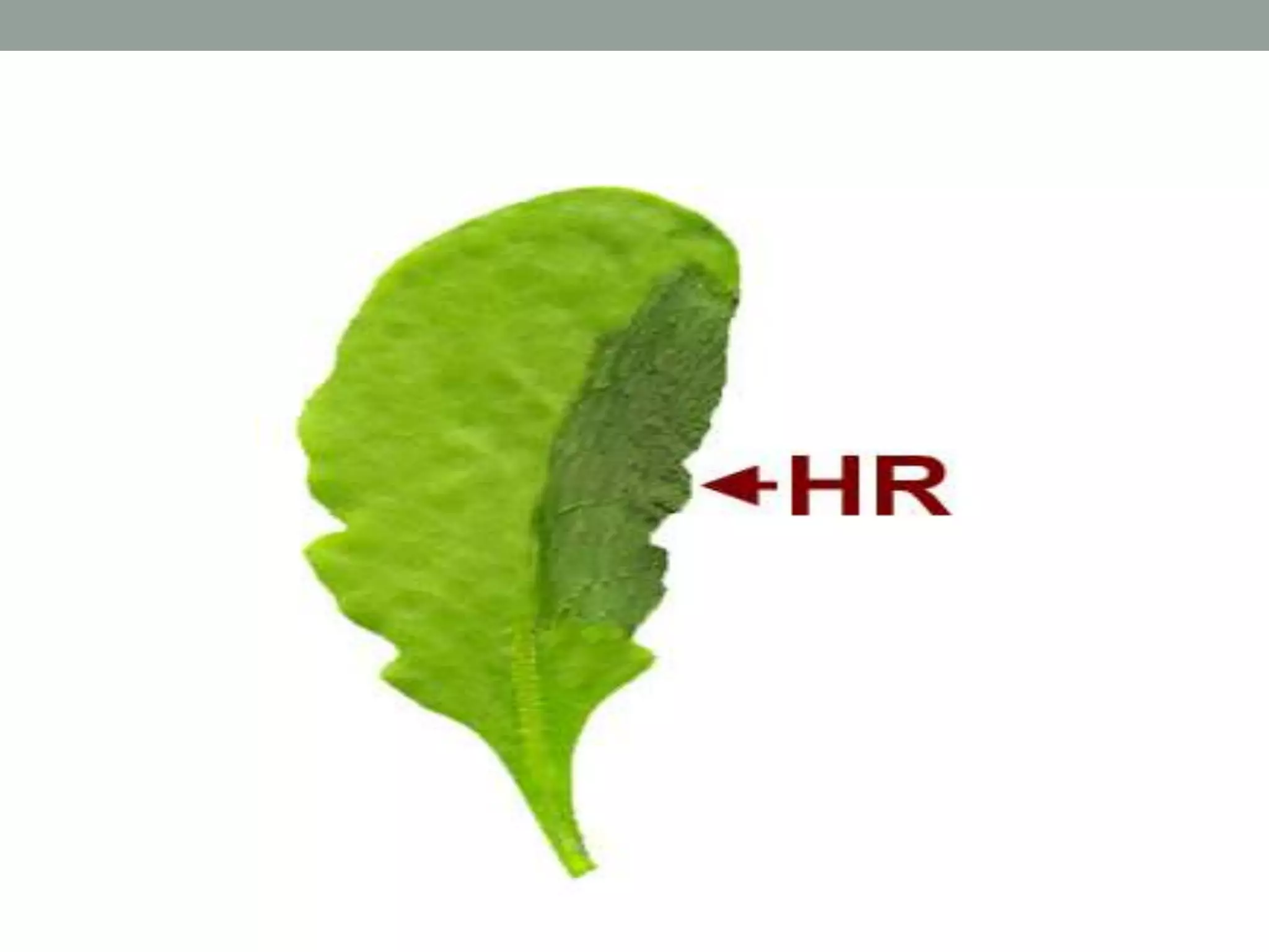 How Plants defend themselves against pathogens. | PPTX