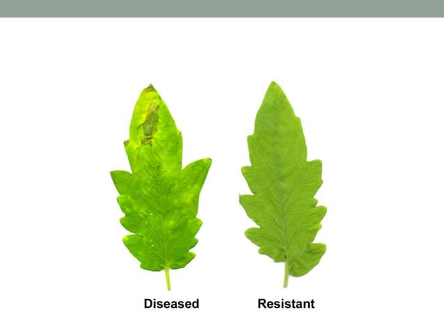 How Plants defend themselves against pathogens. | PPTX | Gardening ...