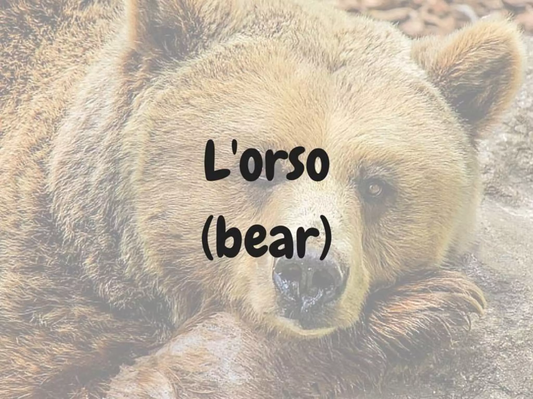 Italian Vocabulary Words: Zoo Animals | PPTX