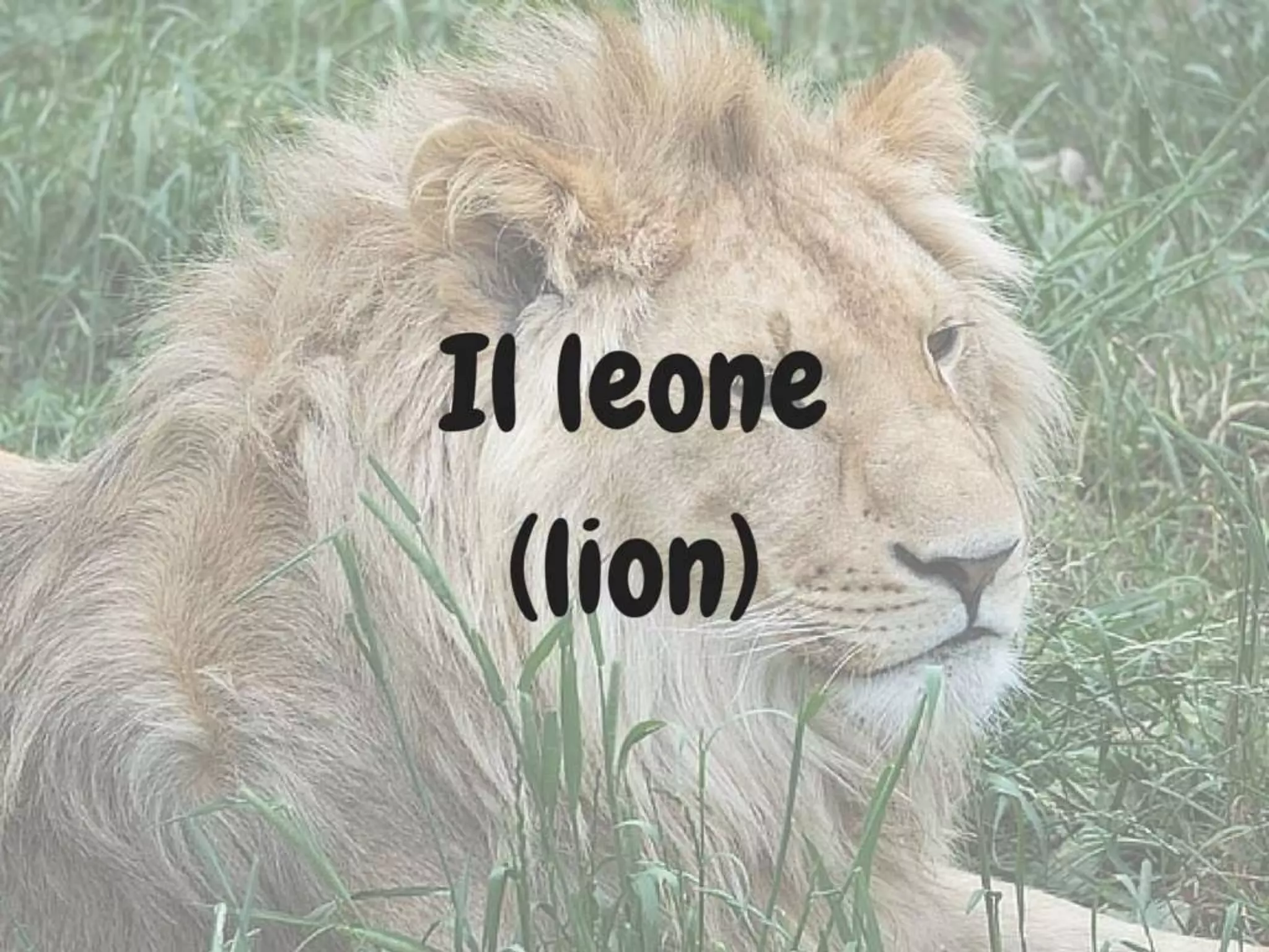 Italian Vocabulary Words: Zoo Animals | PPTX