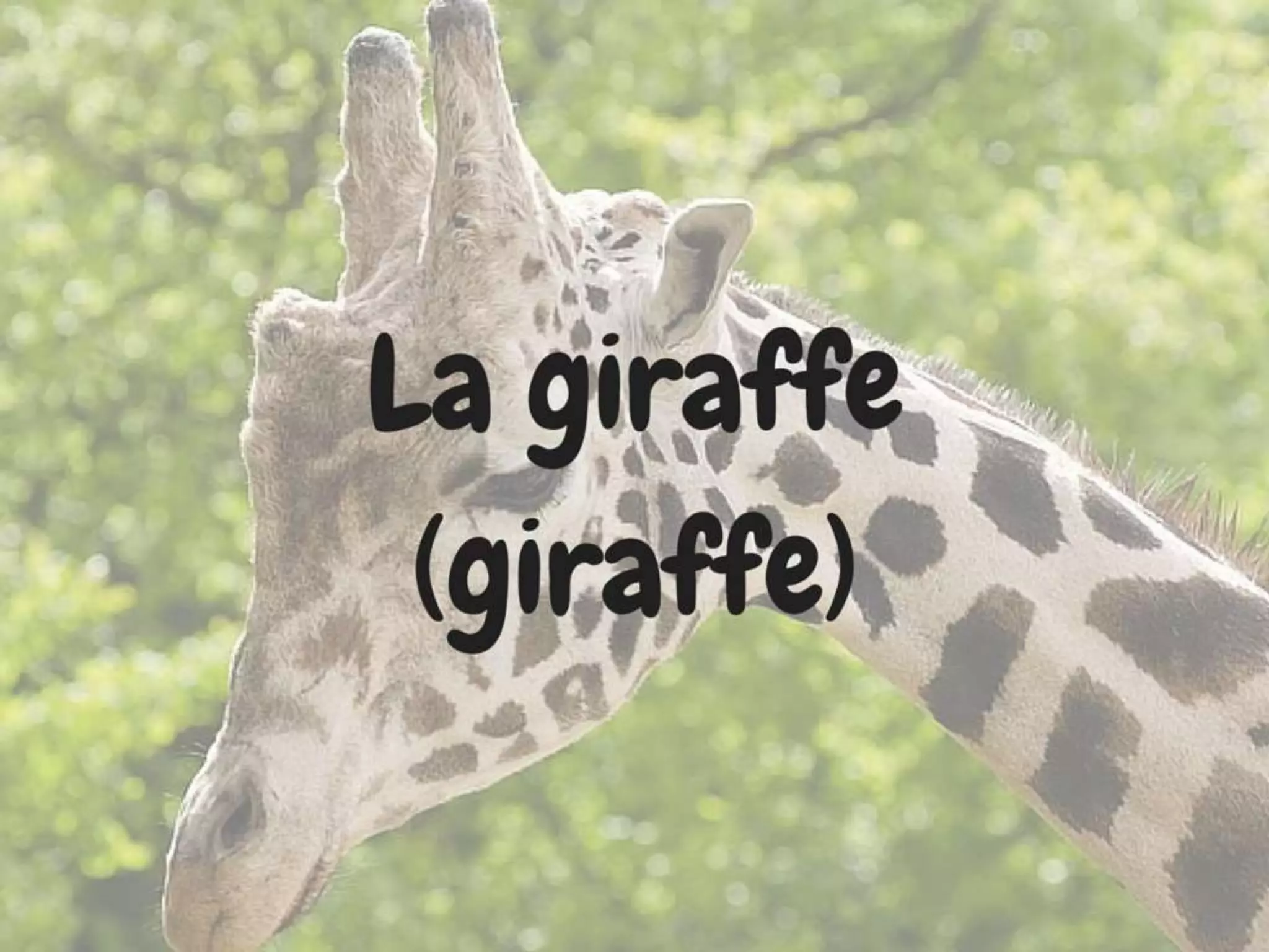 Italian Vocabulary Words: Zoo Animals | PPTX