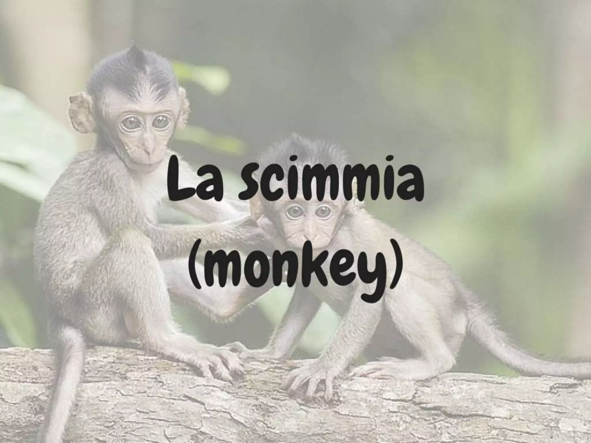 Italian Vocabulary Words: Zoo Animals | PPTX