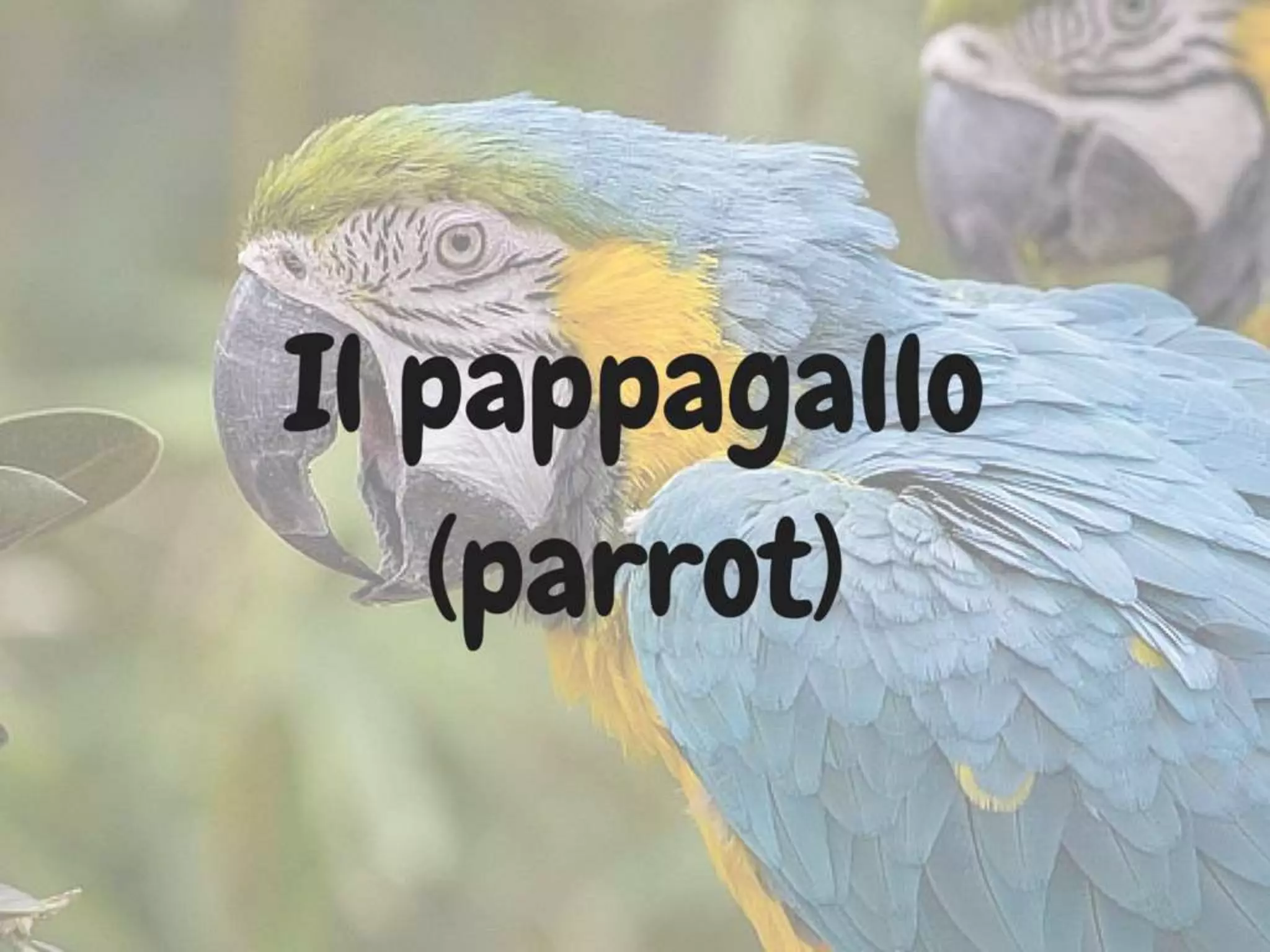Italian Vocabulary Words: Zoo Animals | PPTX
