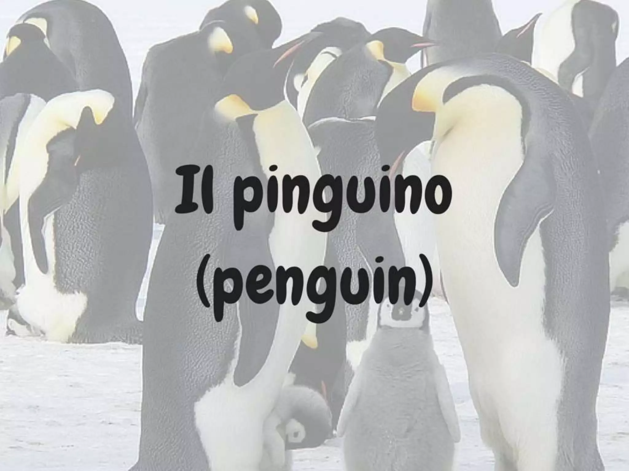 Italian Vocabulary Words: Zoo Animals | PPTX