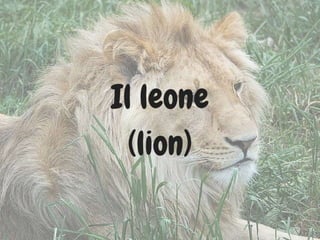 Italian Vocabulary Words: Zoo Animals | PPTX