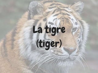 Italian Vocabulary Words: Zoo Animals | PPTX