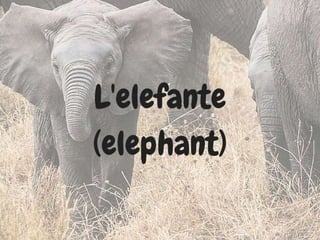 Italian Vocabulary Words: Zoo Animals | PPTX