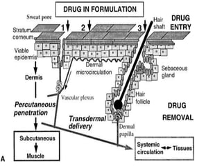 permeation enhancers by Hemant Chalaune ist M pharm | PPTX