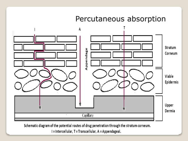 permeation enhancers by Hemant Chalaune ist M pharm | PPTX