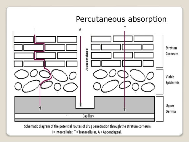permeation enhancers by Hemant Chalaune ist M pharm