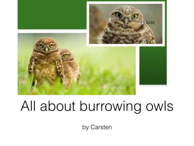 All About Burrowing Owls by Carsten | PDF | Birds | Pets