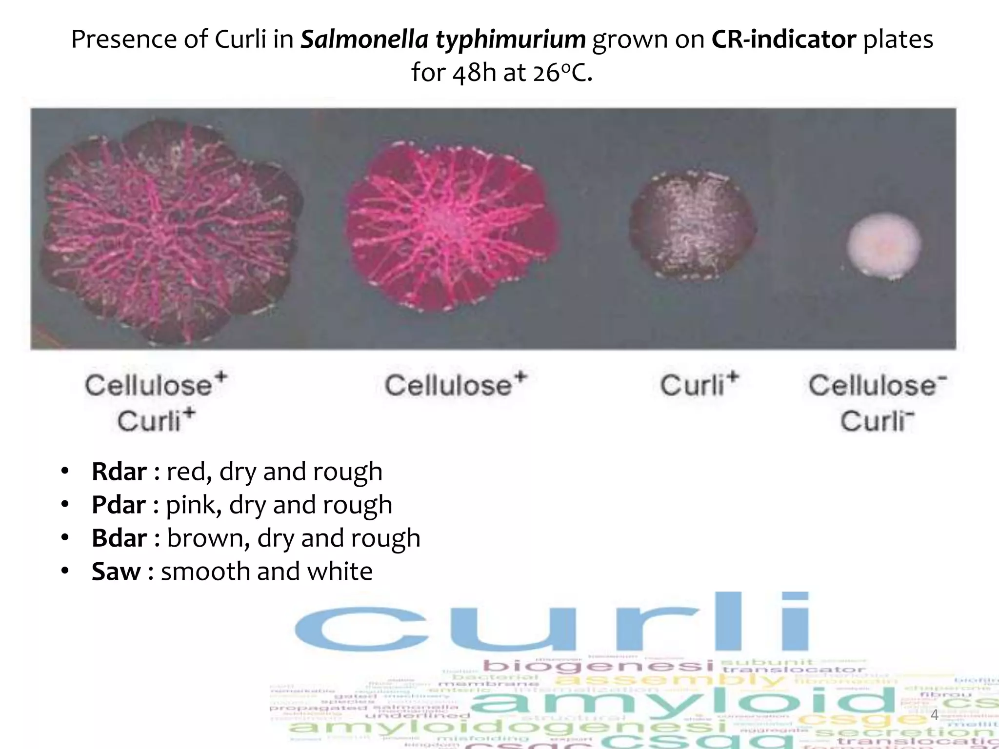 Introduction curli-functional amyloid in E. Coli | PPTX