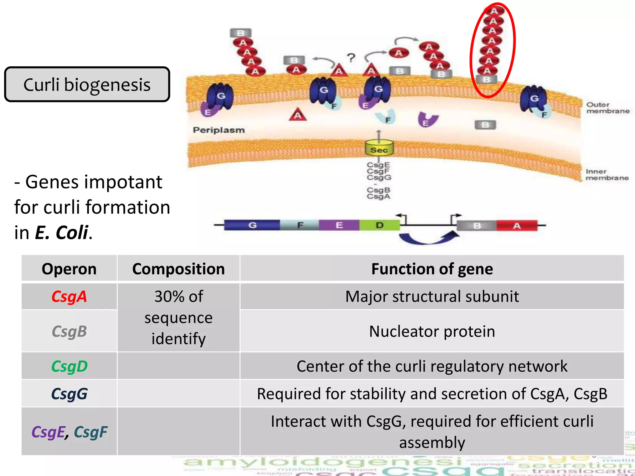 Introduction curli-functional amyloid in E. Coli | PPTX