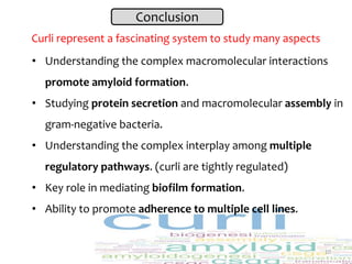 Introduction curli-functional amyloid in E. Coli | PPTX