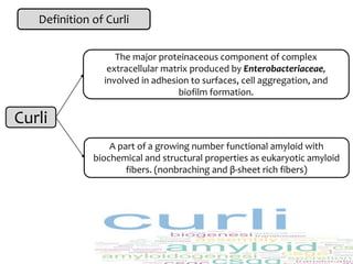 Introduction curli-functional amyloid in E. Coli | PPTX