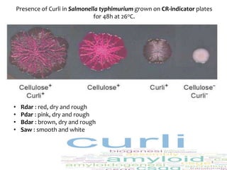 Introduction curli-functional amyloid in E. Coli | PPTX