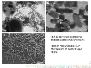 Introduction curli-functional amyloid in E. Coli | PPTX