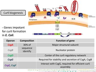 Introduction curli-functional amyloid in E. Coli | PPTX