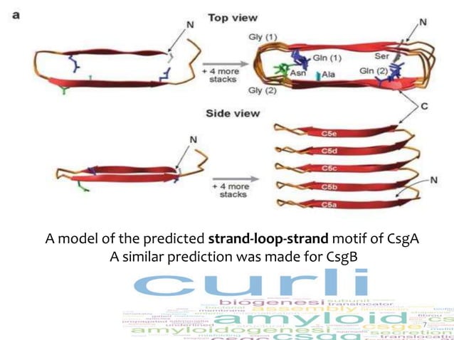 Introduction curli-functional amyloid in E. Coli | PPT
