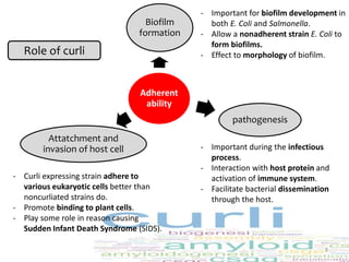 Introduction curli-functional amyloid in E. Coli | PPTX