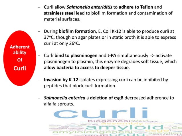 Introduction curli-functional amyloid in E. Coli | PPT
