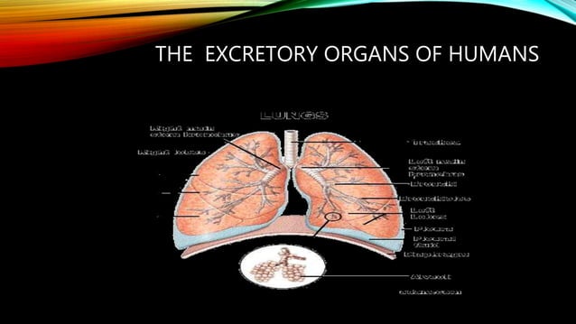 chapter 3 form 3 science | PPTX