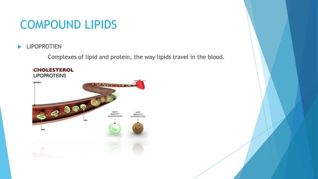 INTRODUCTION TO LIPIDS | PPT | Free Download