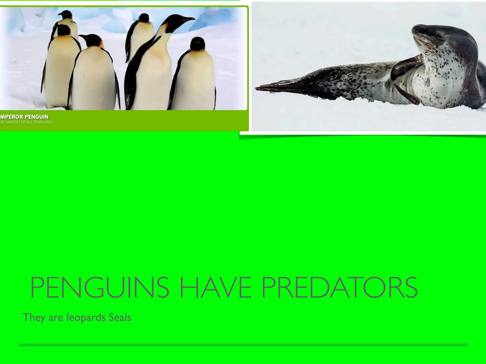 Emperor Penguins by Paul | PPT