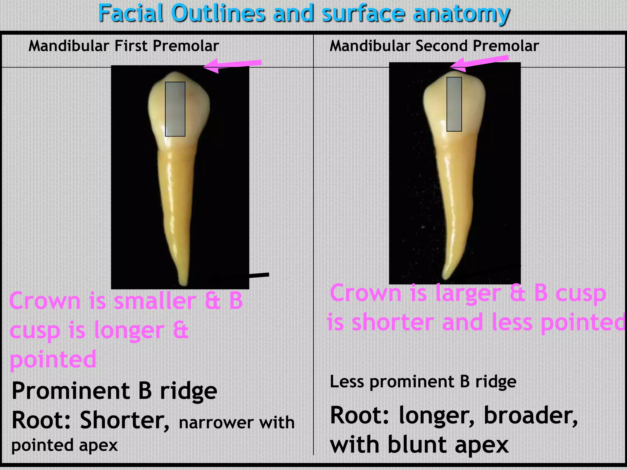 Permanent Mandibular First Premolar and Differences between First and Second Premolar | PPTX
