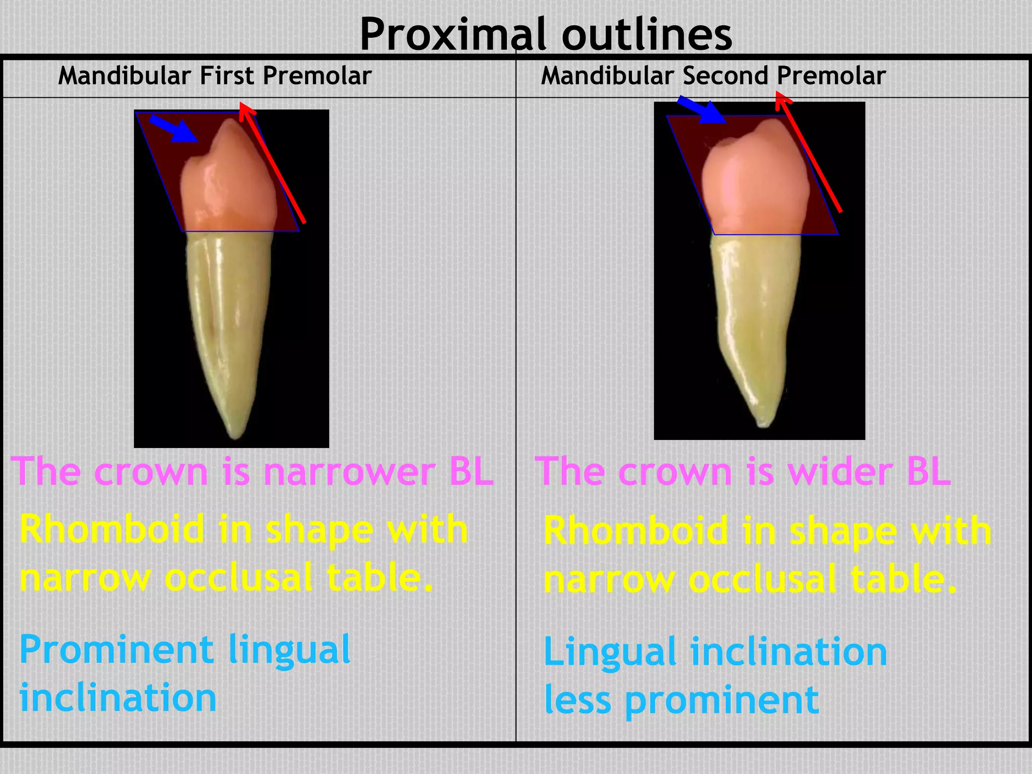 Permanent Mandibular First Premolar and Differences between First and Second Premolar | PPTX