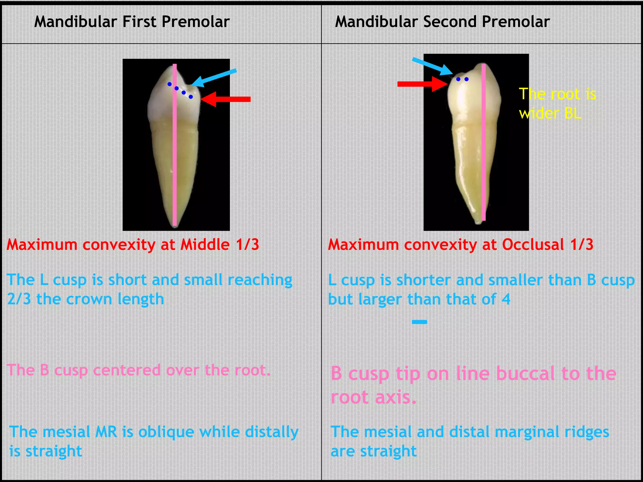 Permanent Mandibular First Premolar and Differences between First and ... Permanent Mandibular First Premolar and Differences between First and ...