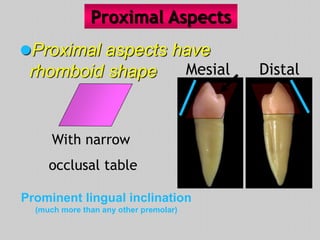 Permanent Mandibular First Premolar and Differences between First and ...